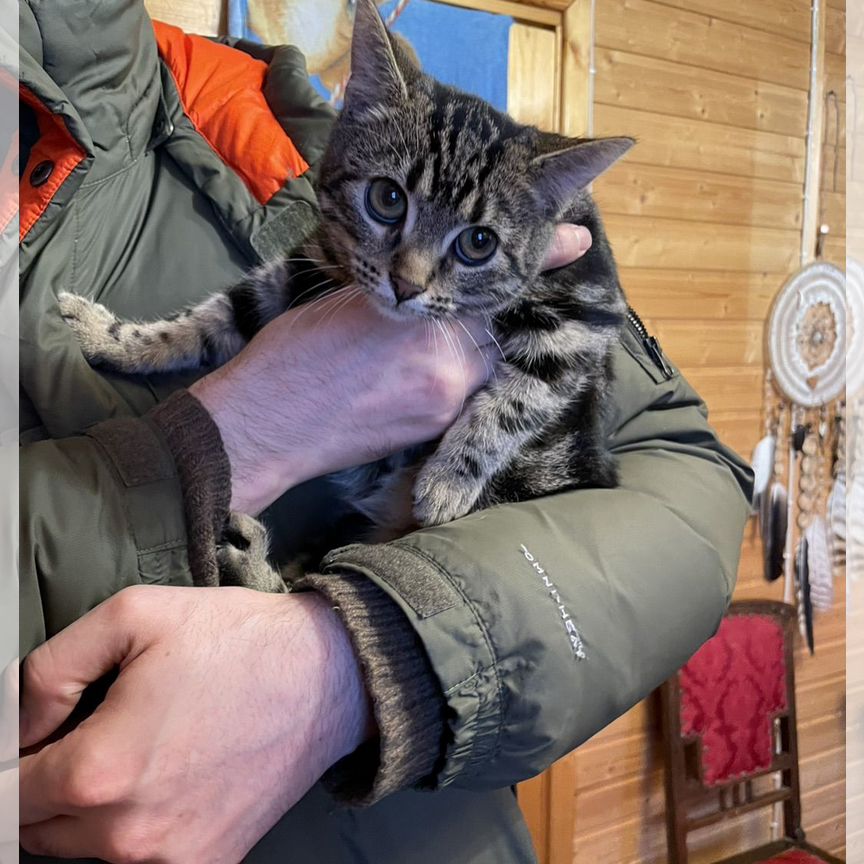Котенок девочка 5 месяцев
