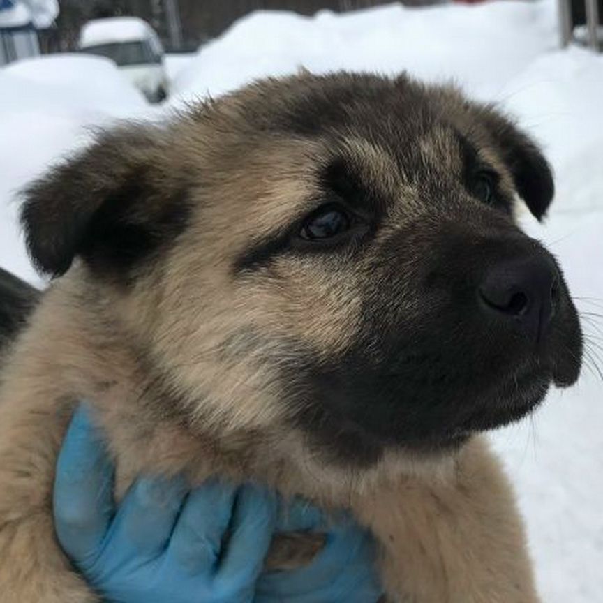 Щенок в добрые руки