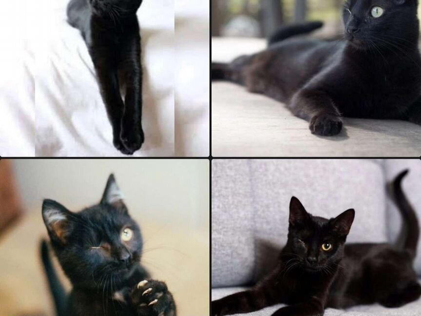 Кошка котенок девочка Ночь