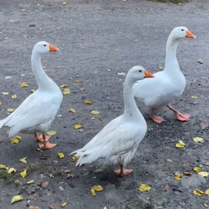 Гуси