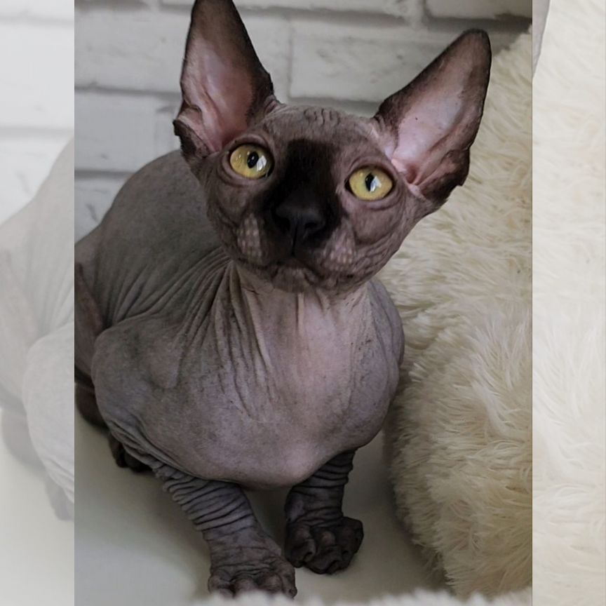 Канадский сфинкс, взрослый кот