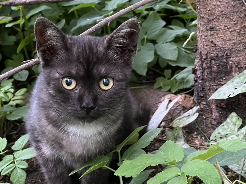 Котёнок