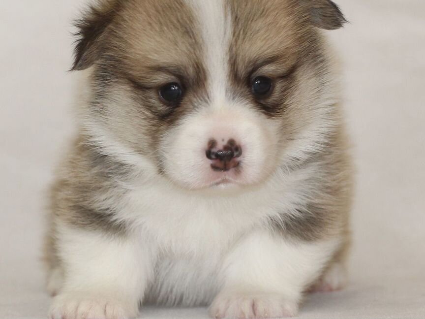 Щенки вельш-корги пемброка