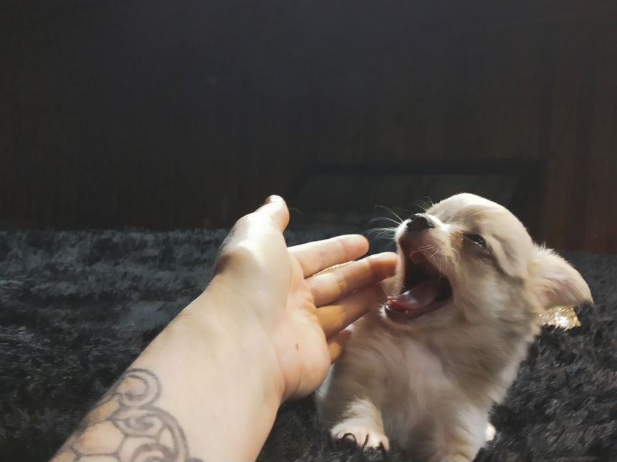 Чихуахуа мини мальчишка