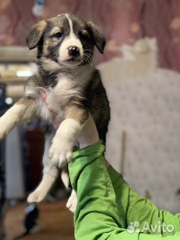 Очень красивая девочка щенок