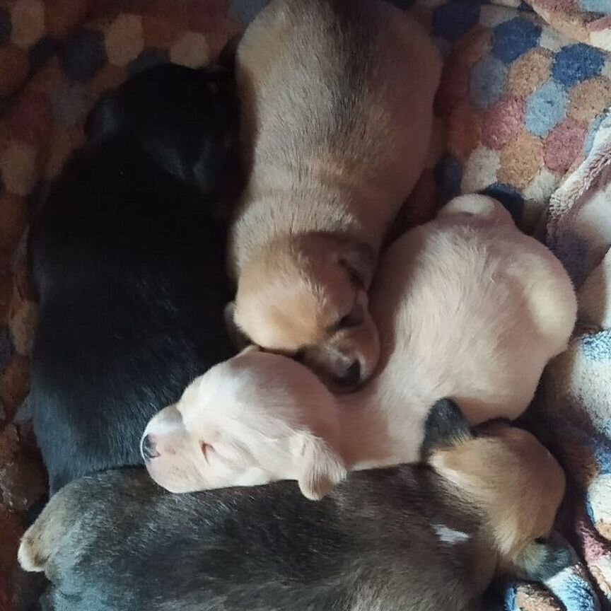 Отдам щенков в добрые руки