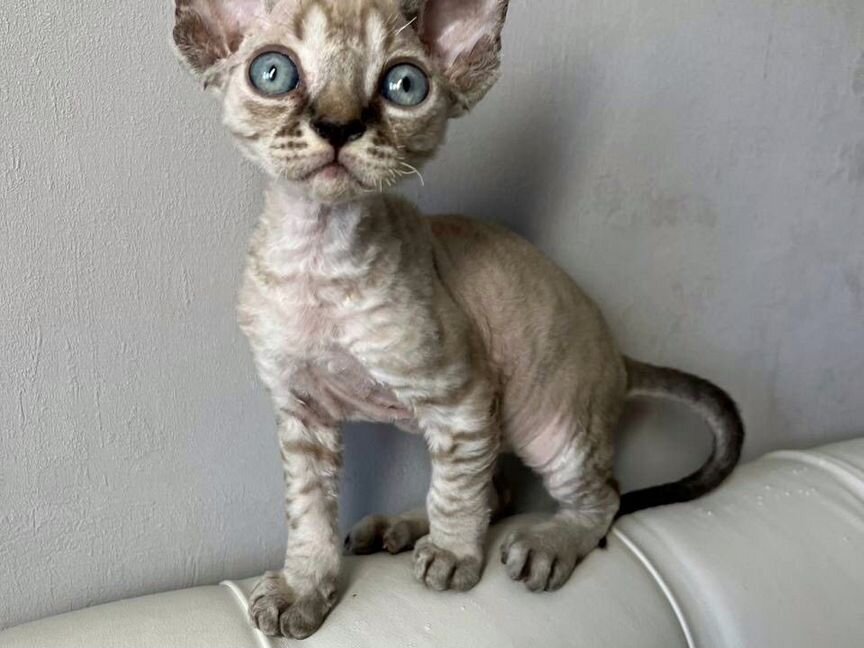 Котята девон-рекс