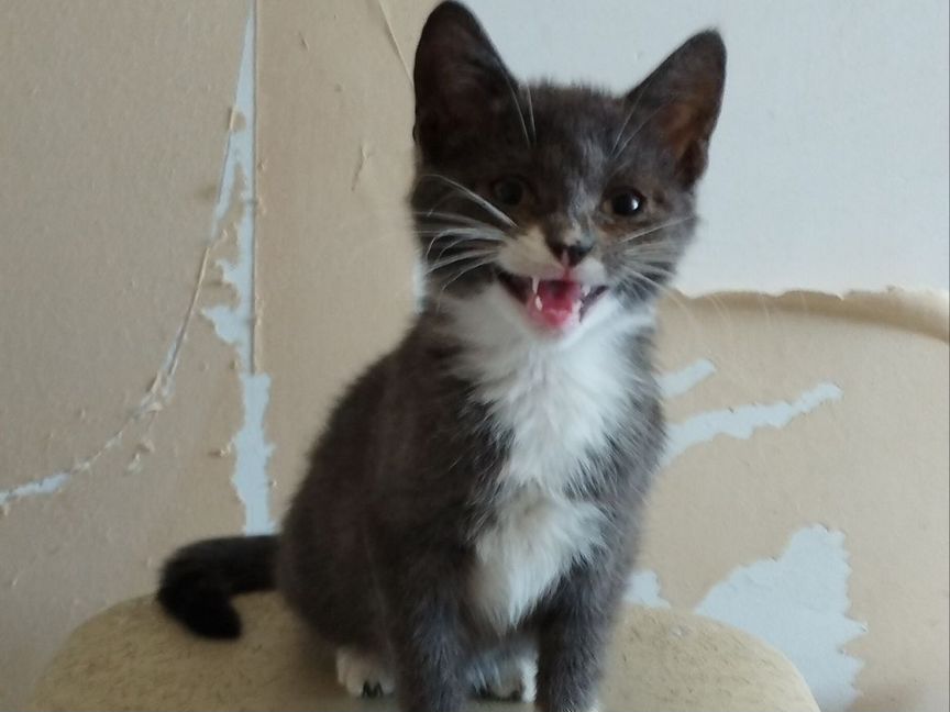 Кошка Сандра, 2-3 мес