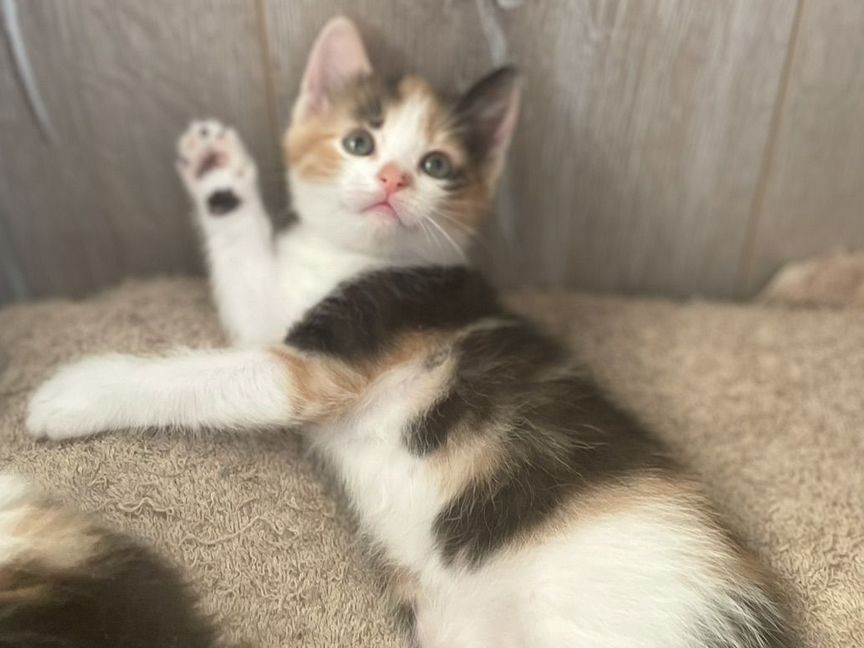 Кошечка Рыжуля