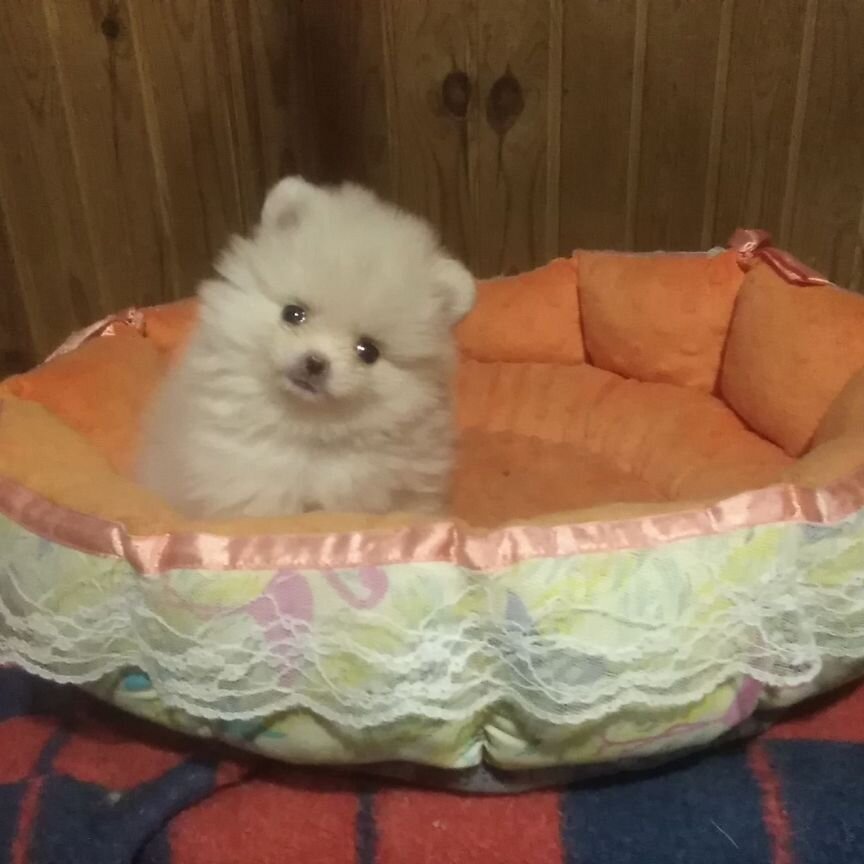 Померанский шпиц, щенок