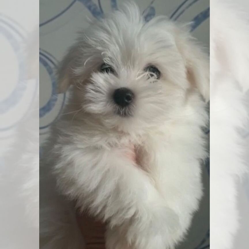 Мальтийская болонка, щенок