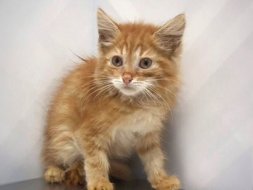 Рыжий котенок ищет дом