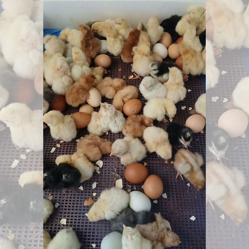 Цыплята суточные домашние