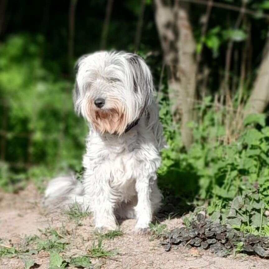 Нежная собака ищет дом/передержку