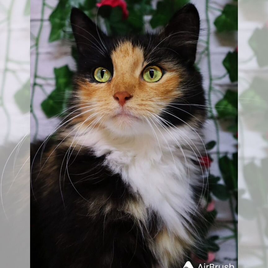 Кошка ищет семью