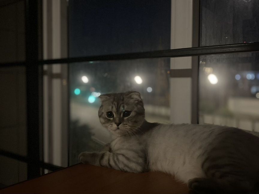 Шотландский вислоухий кот