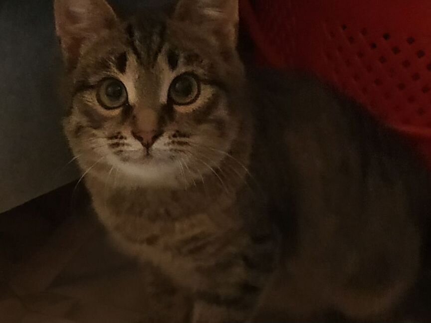 Котенок мальчик
