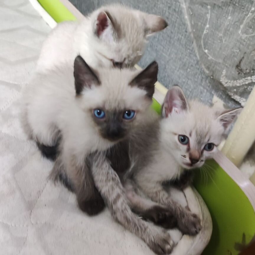 Британский короткошёрстный котёнок