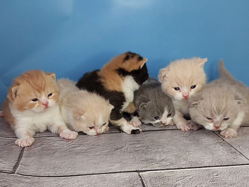 Британские котята из питомника