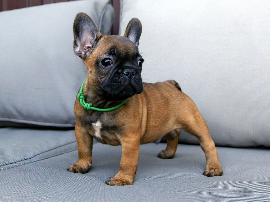 Французский бульдог щенок 3 мес мальчик