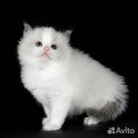 Котенок рэгдолл в разведение и для дома