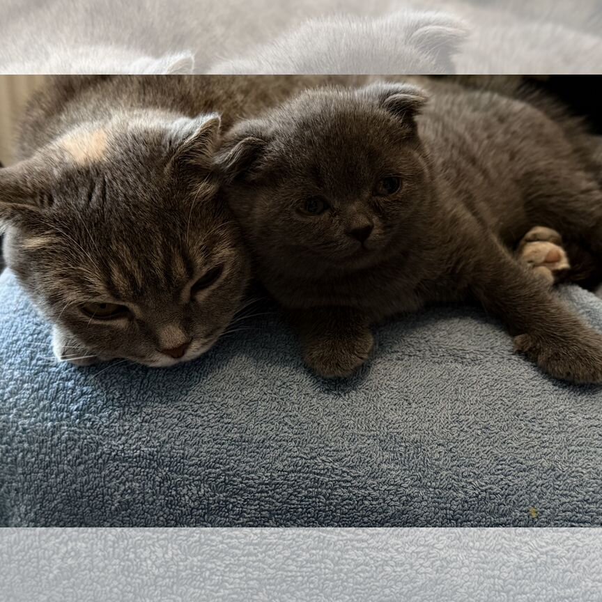 Шотландский вислоухий длинношёрстный котёнок