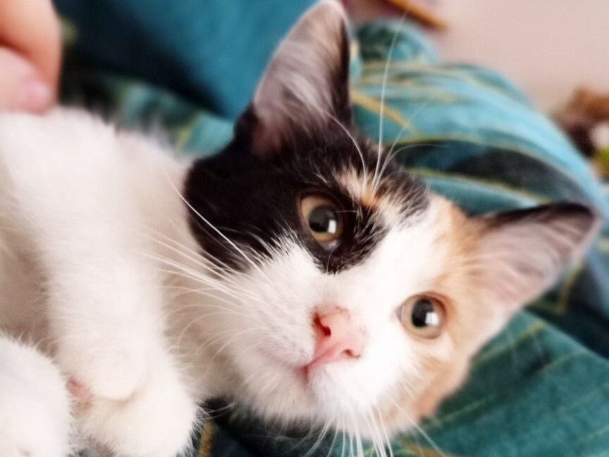 Котенок девочка в добрые руки