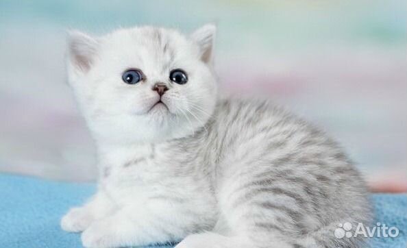 Серебристые котята