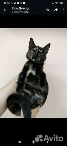Котёнок