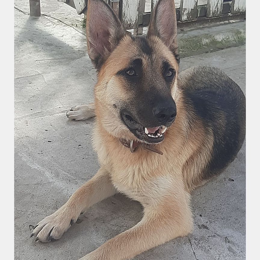 Европейская овчарка