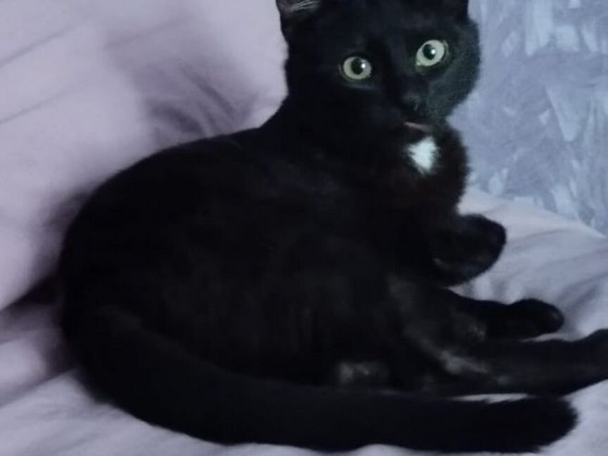 Кошка в дар бесплатно