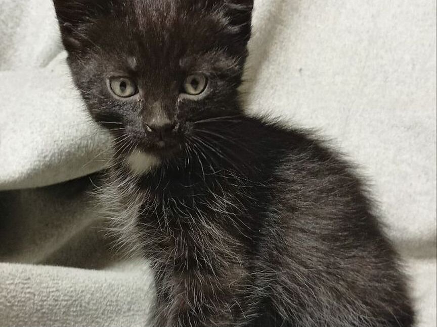 Черный котенок 2 мес