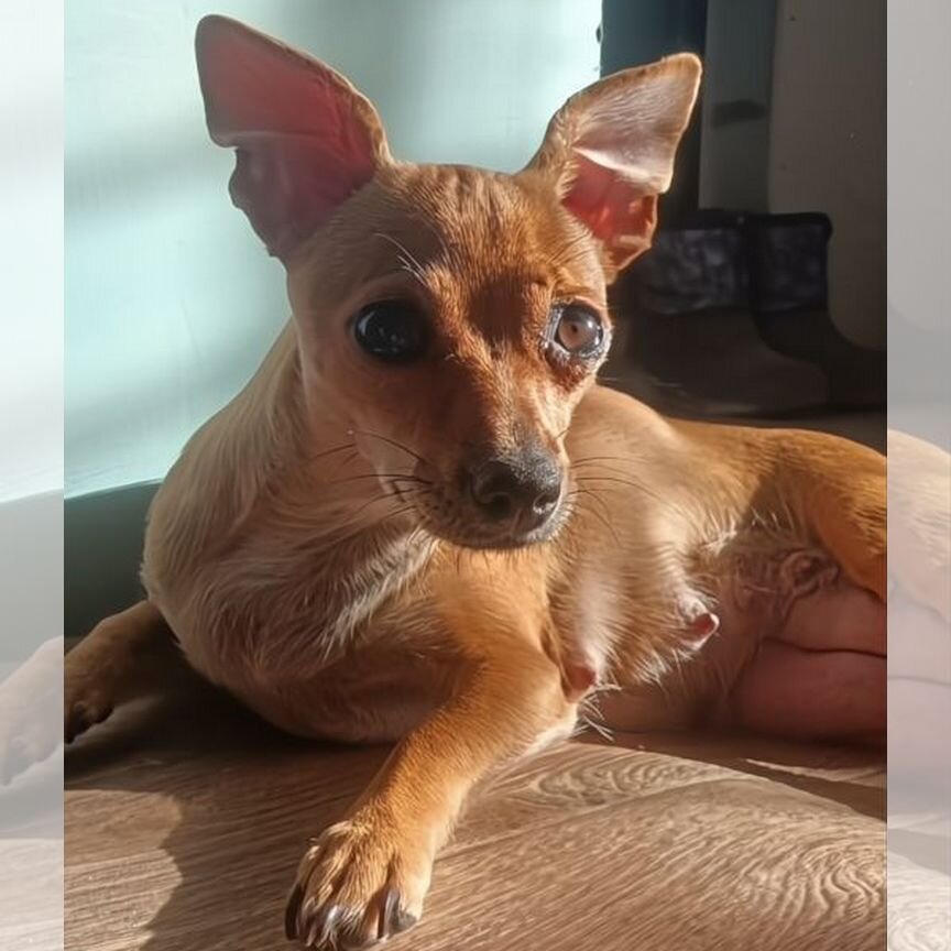 Русский той-терьер, щенок