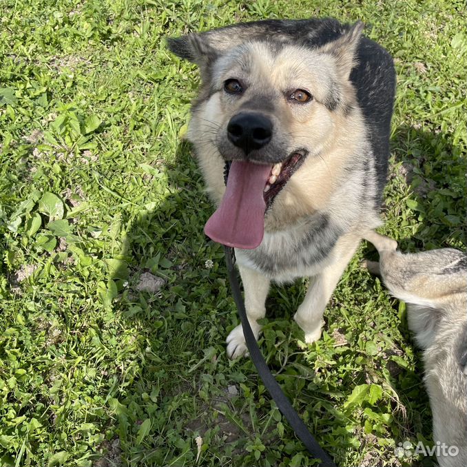 Лада ищет семью