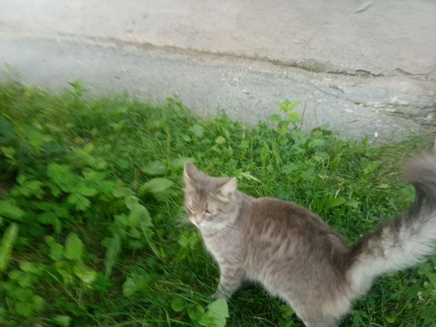 Кошка