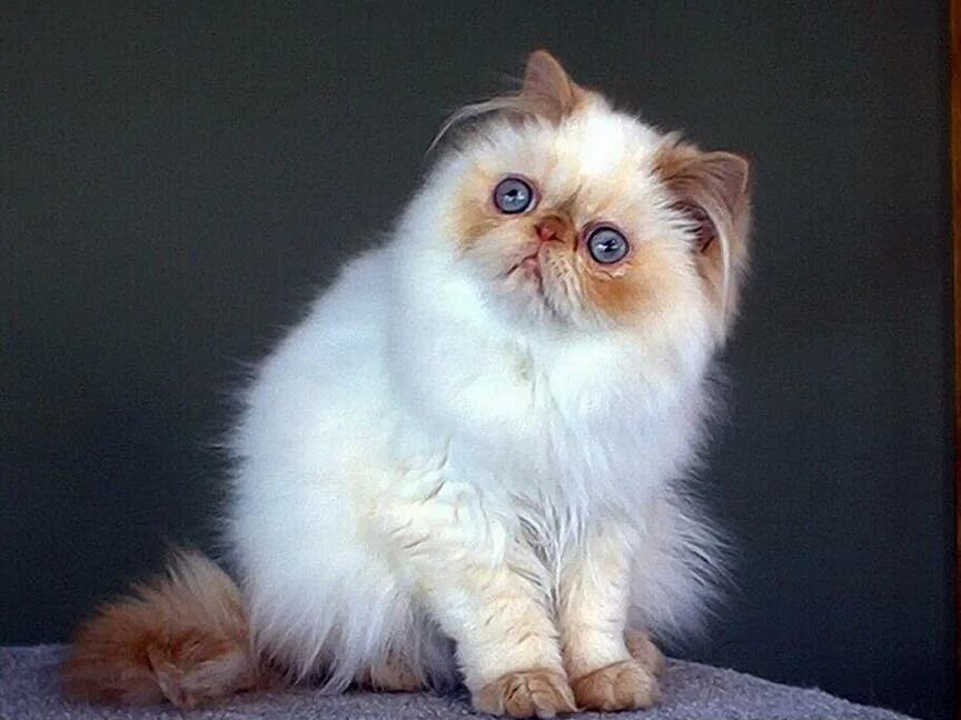 Гималайский кот