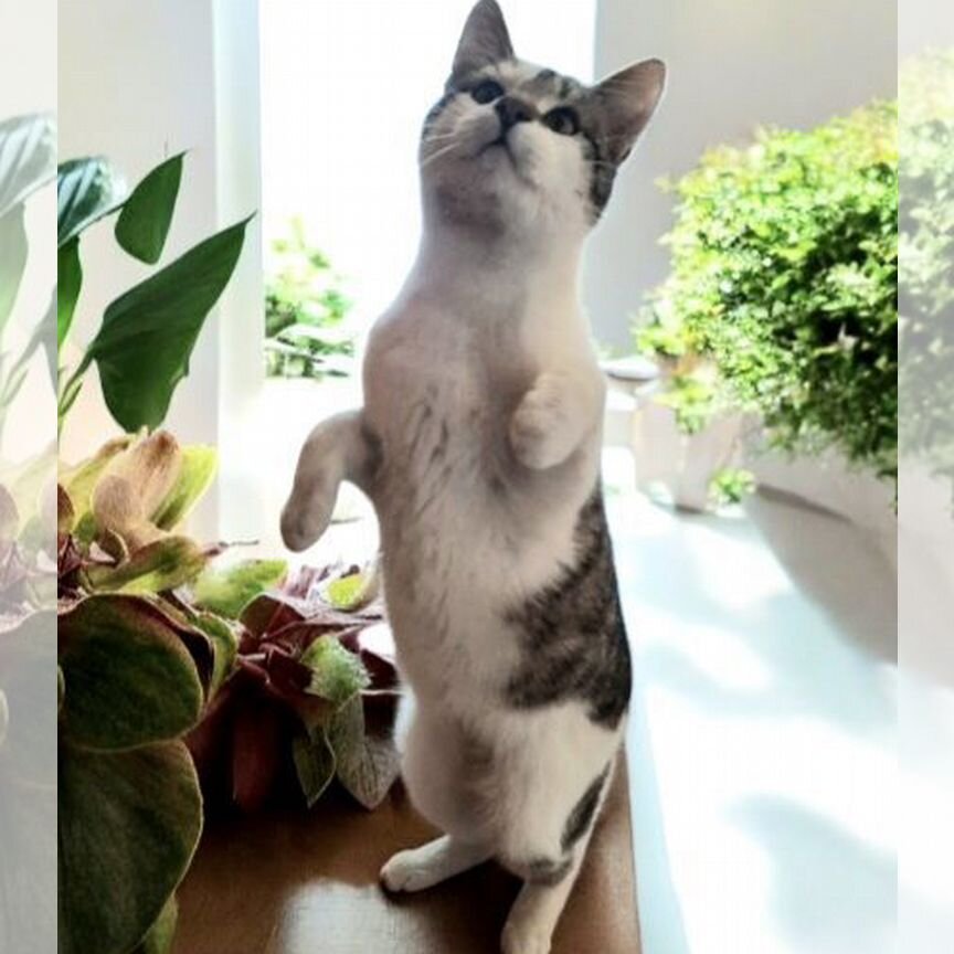 Котенок подросток огонь