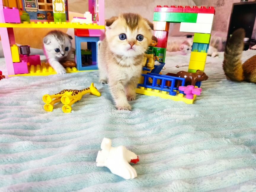 Британские котята
