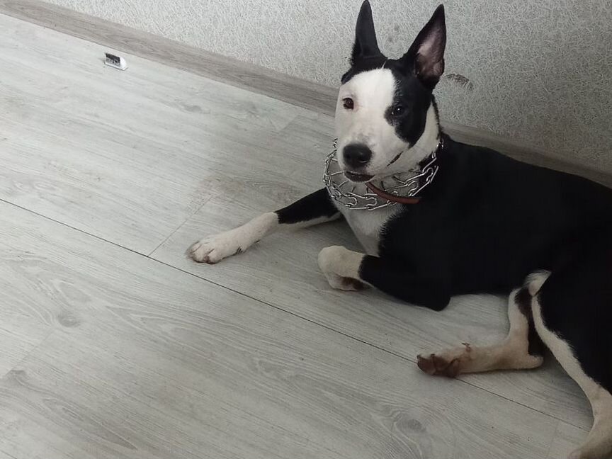 Собака в добрые руки отдам бесплатно