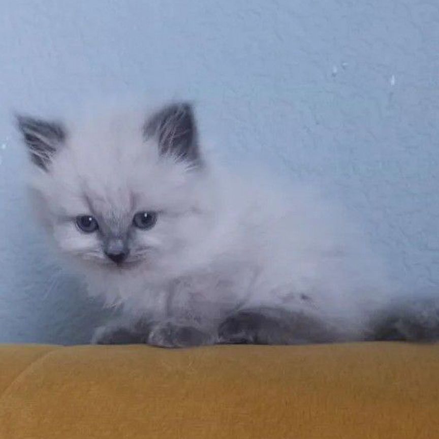 Невский маскарадный котёнок