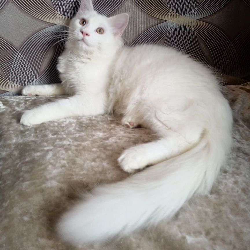 Мейн-кун, взрослая кошка