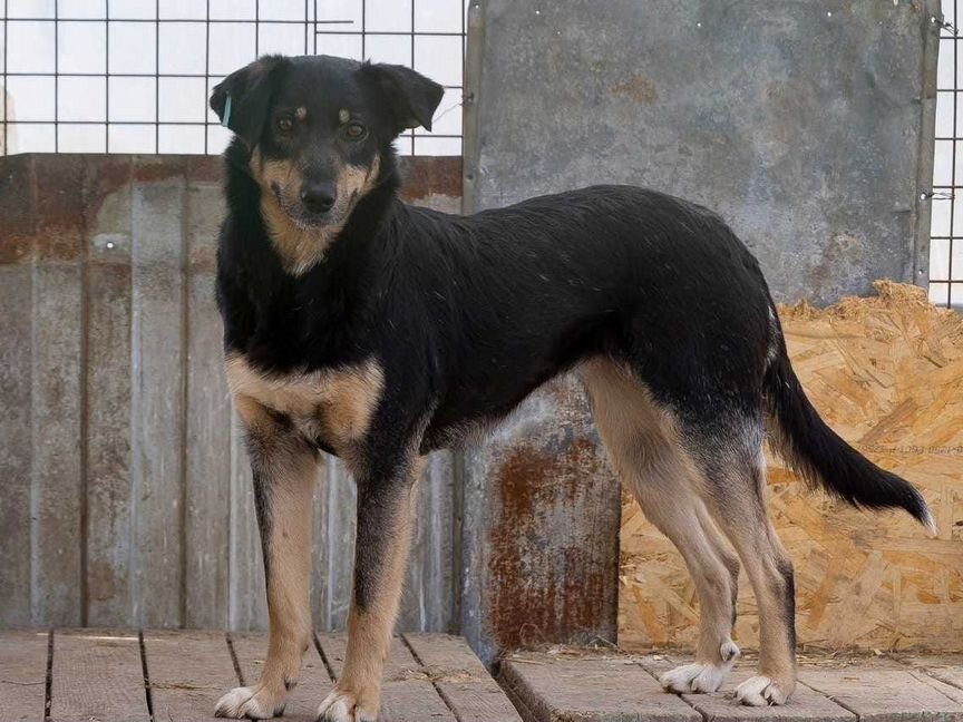 Собака, 20 дней осталось