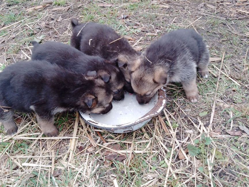 Немецкая овчарка