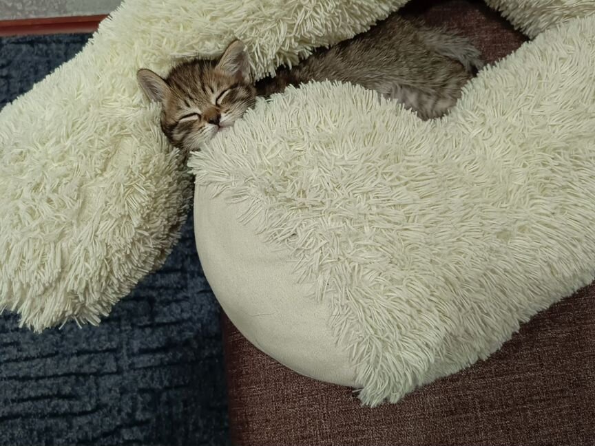 Котик бесплатно
