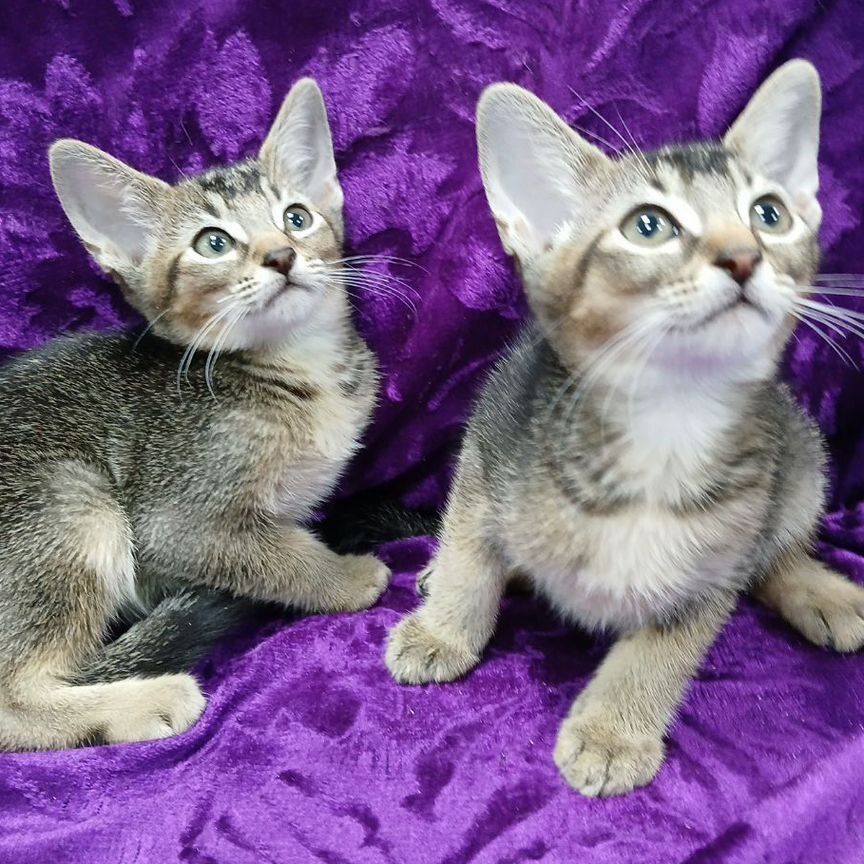Абиссинские котята