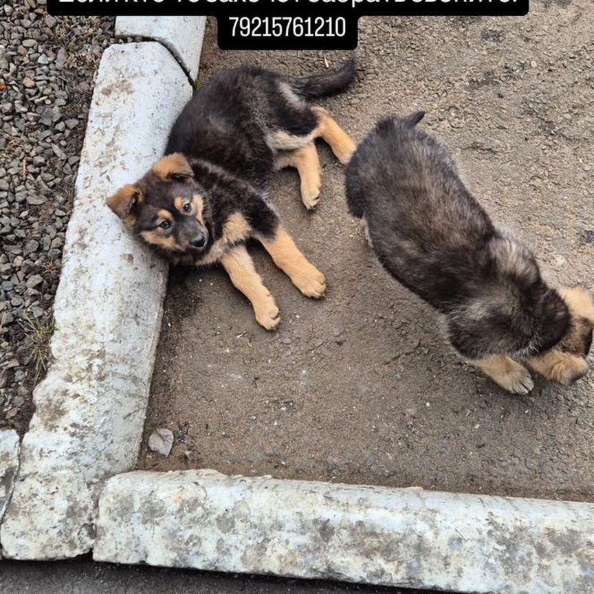 Щенки в добрые руки