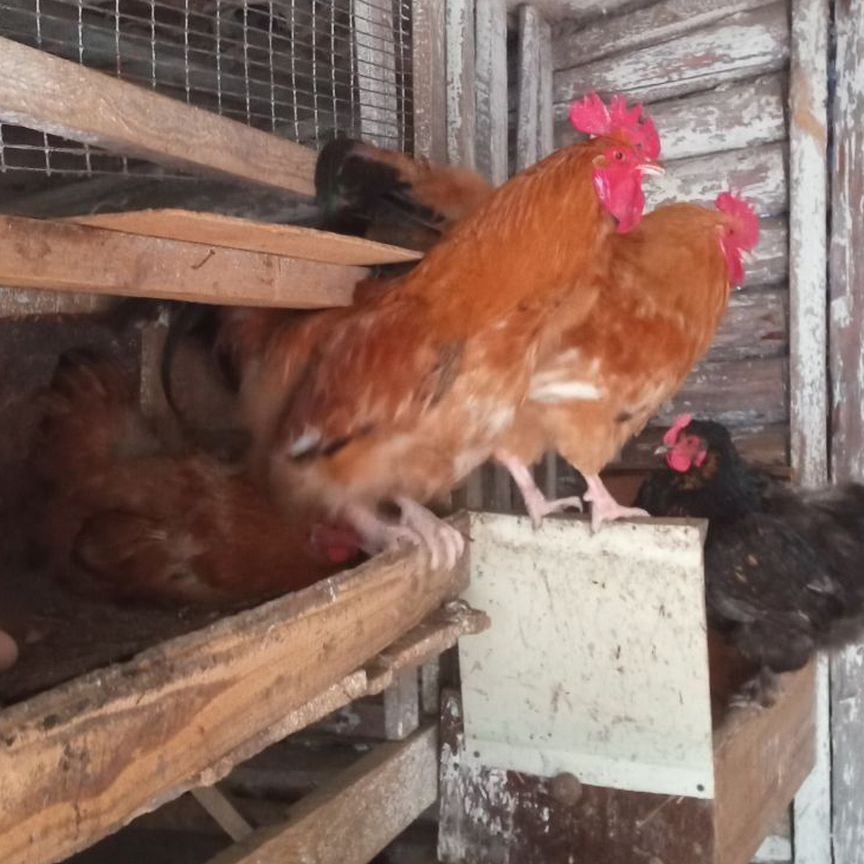 Продам молодых петухов