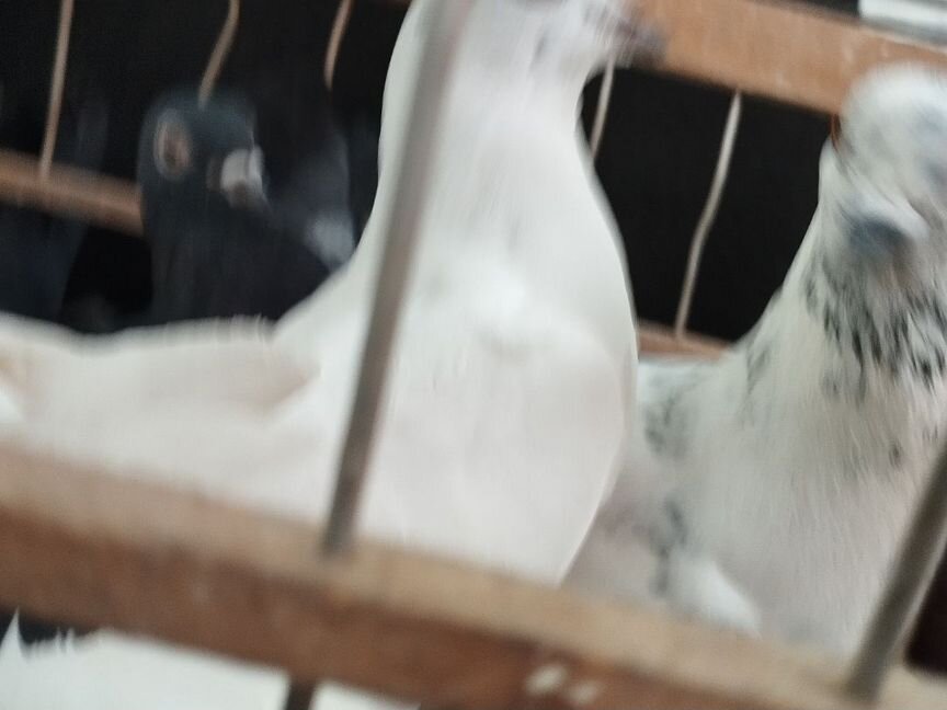 Продажа голубей