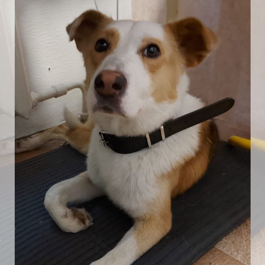 Взрослый пёс в добрые руки