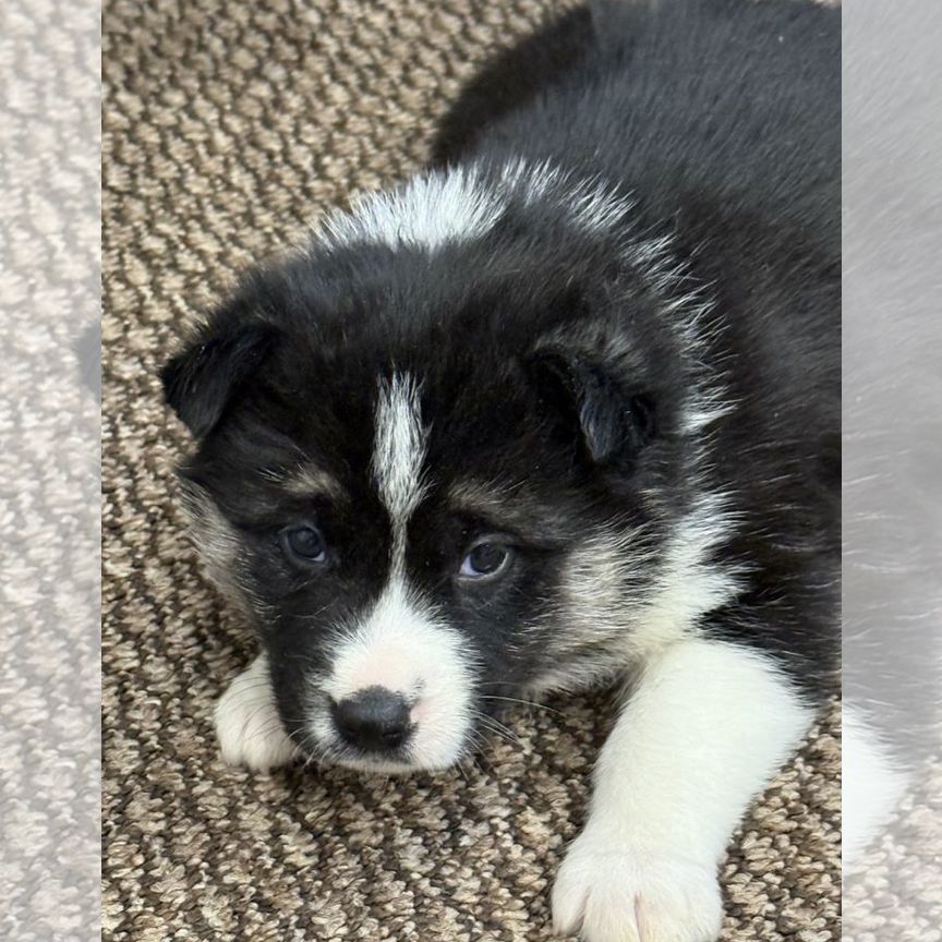 Сибирский хаски, щенок